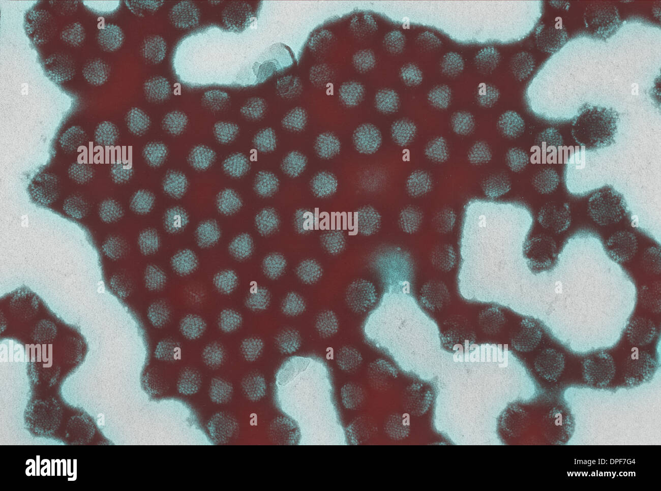 Adenovirus Electron High Resolution Stock Photography and Images - Alamy