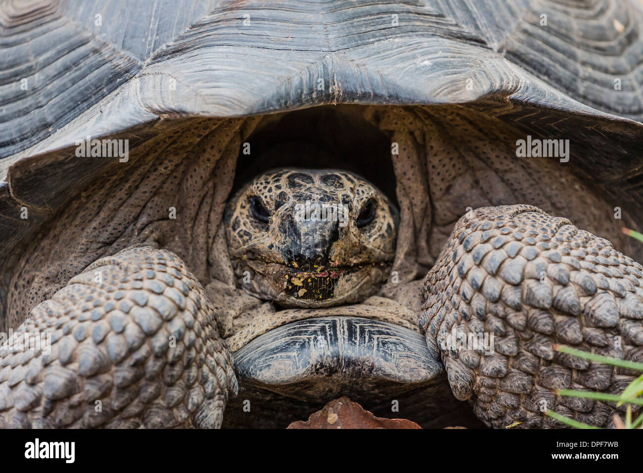 Chelonoidis nigra portrait hi-res stock photography and images - Alamy