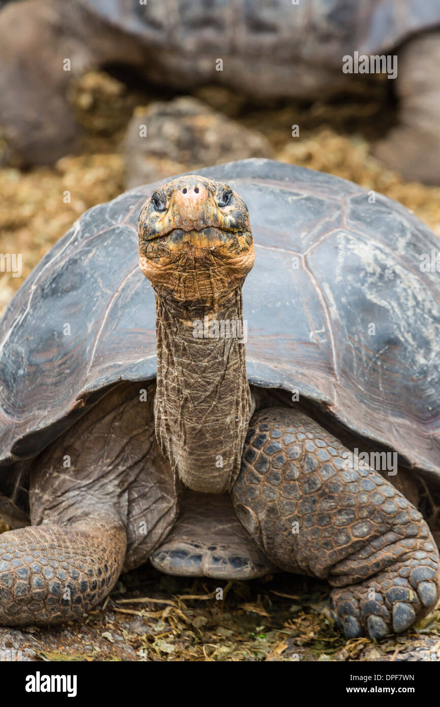 Captive Galapagos giant tortoise at the Charles Darwin Research Station ...