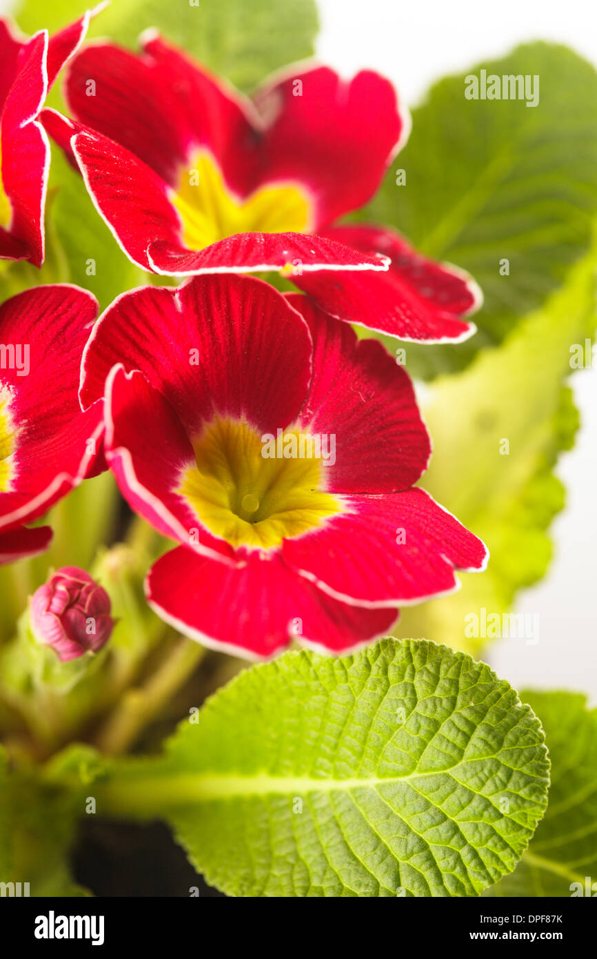 Primulas container garden hi-res stock photography and images - Alamy