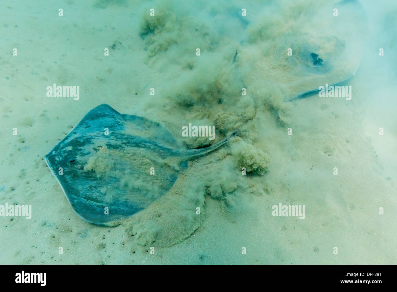 Stingray dasyatis spp hi-res stock photography and images - Alamy