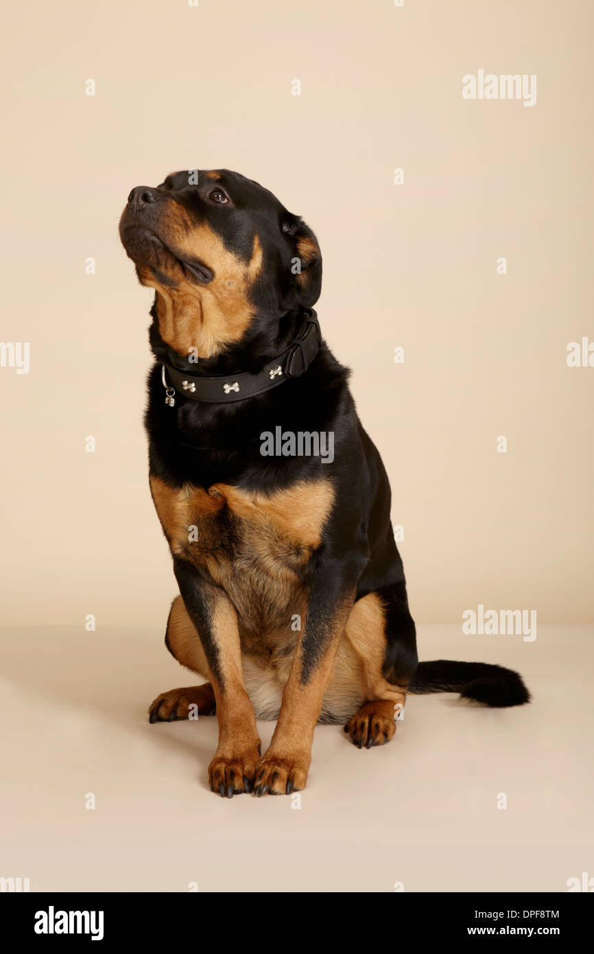 Studio portrait of Rottweiler dog looking up Stock Photo - Alamy