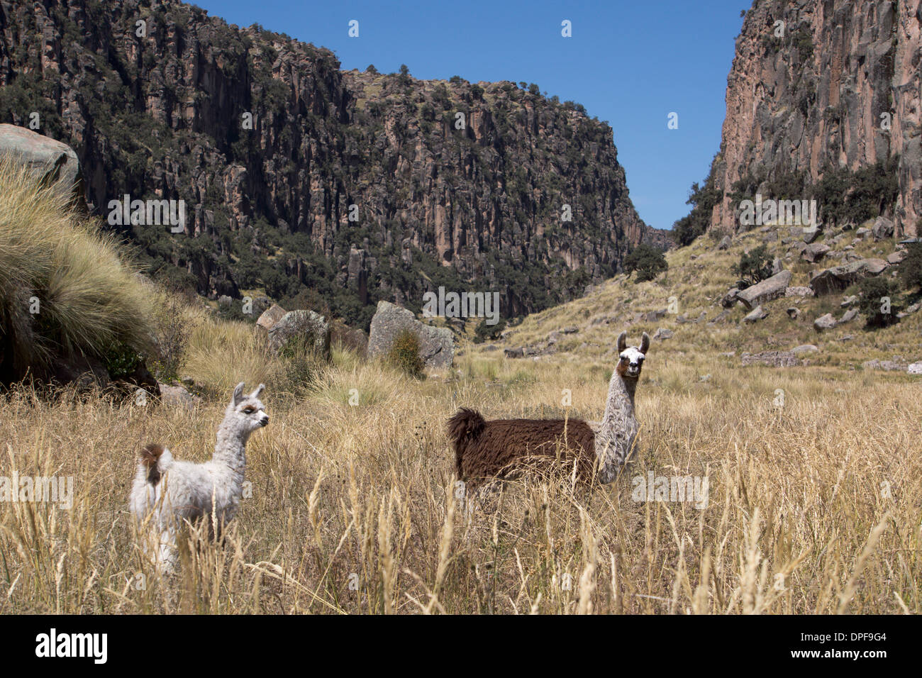 Alpaca and llama in the Andes, Peru, South America Stock Photo - Alamy