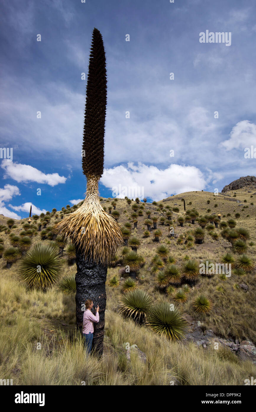 Puya raimondii tree (the Queen of the Andes tree), after seeding, Peru ...