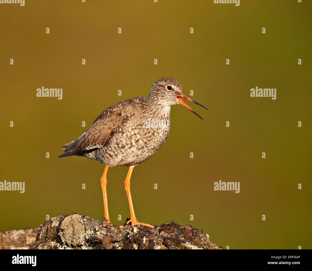 Redshank side view hi-res stock photography and images - Alamy