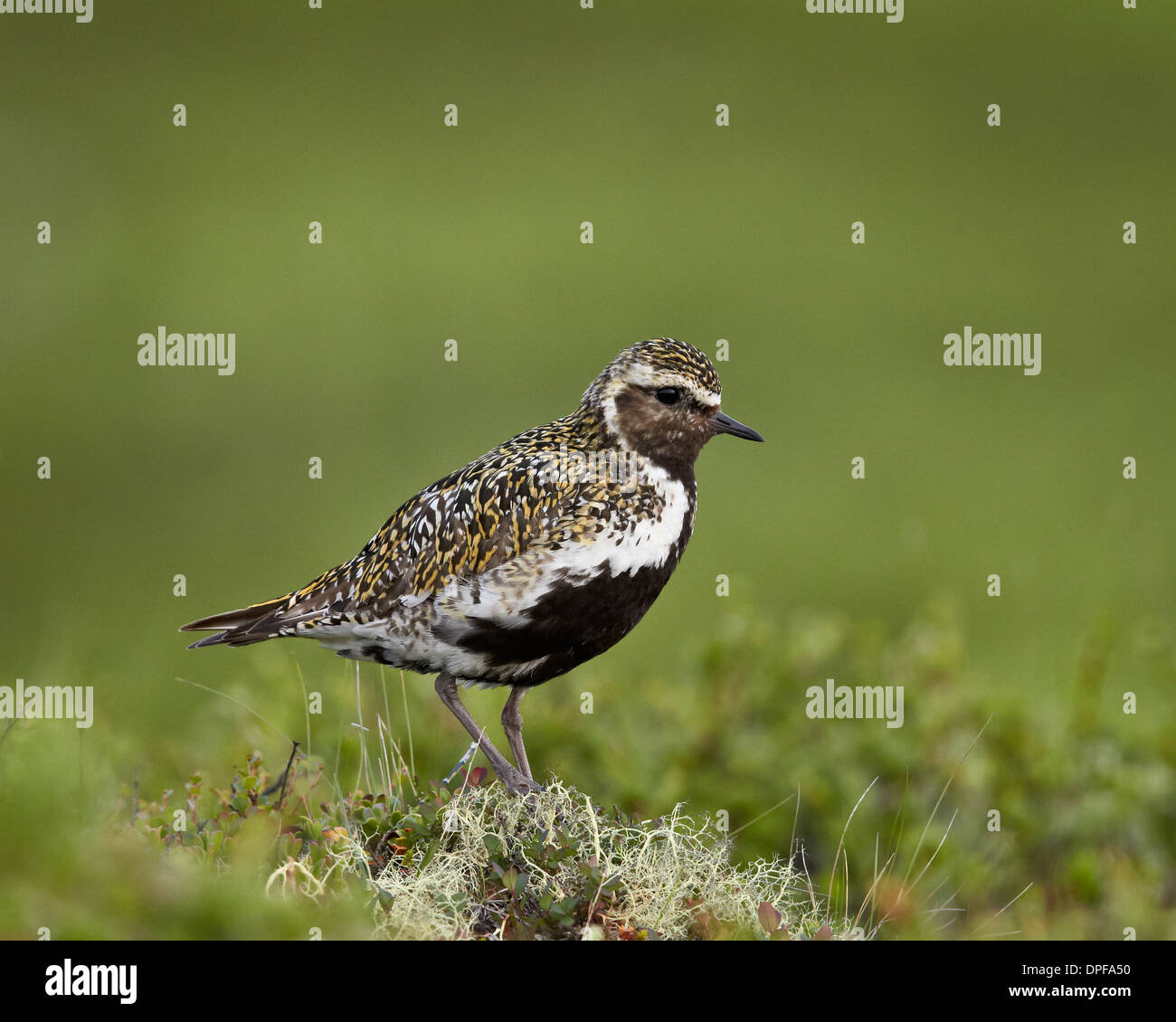 European golden plover (Pluvialis apricaria), Lake Myvatn, Iceland ...