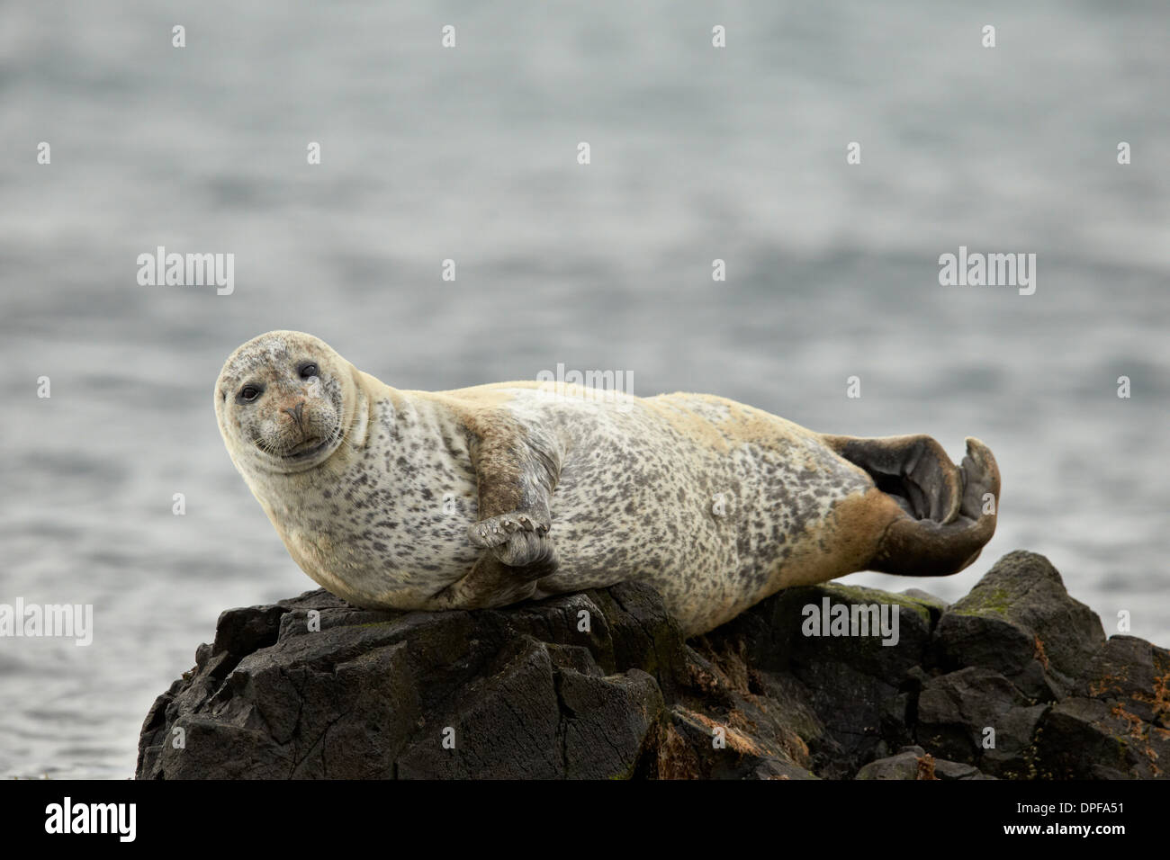 Harbor Seal common Seal Phoca Vitulina Iceland Polar Regions
