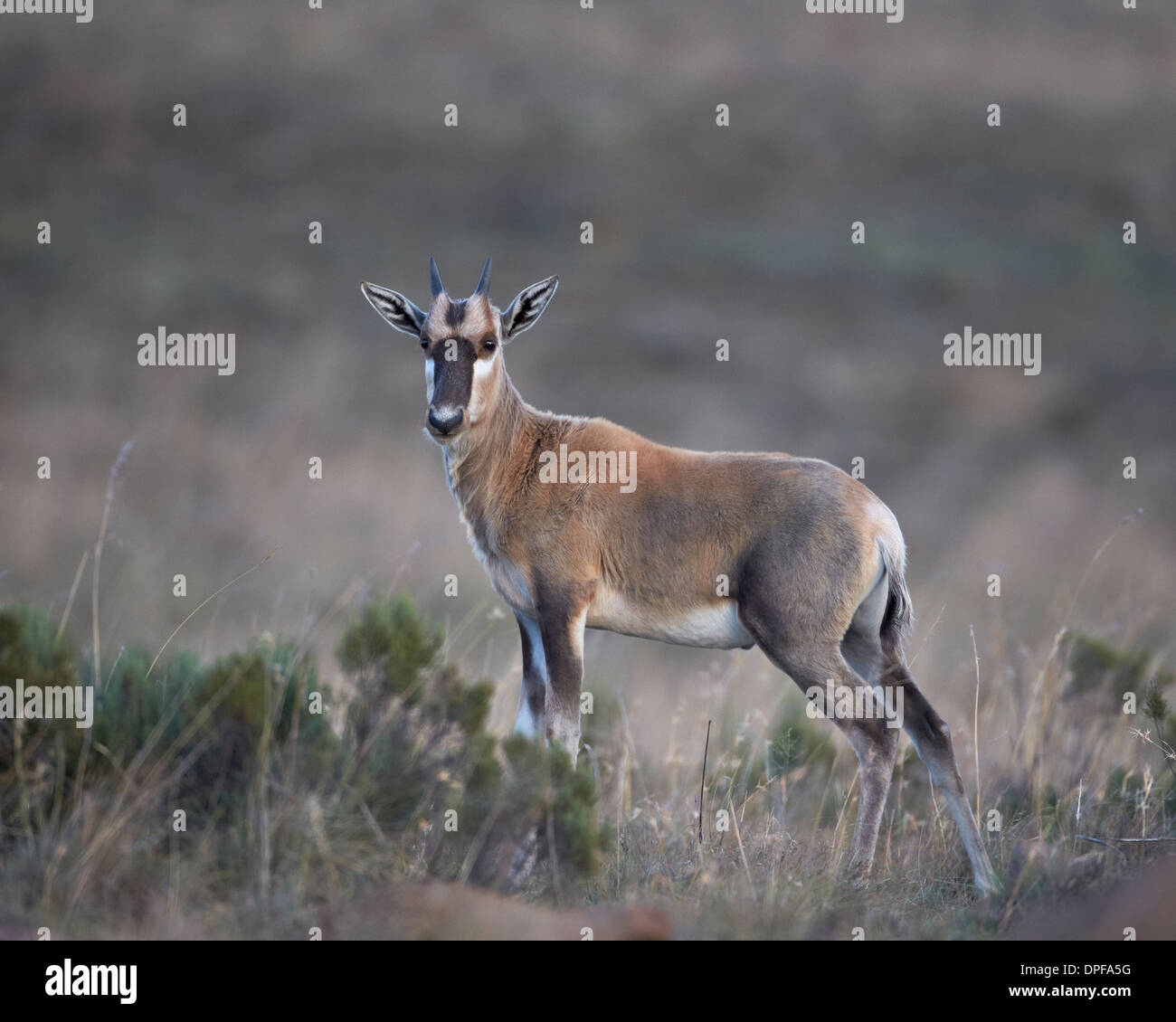 Juvenile blesbok (Damaliscus pygargus phillipsi), Mountain Zebra ...