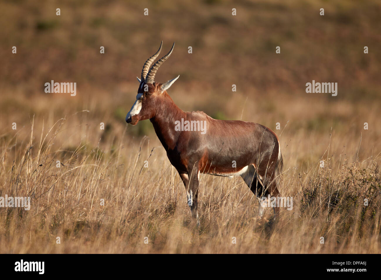 South africa blesbok view hi-res stock photography and images - Alamy