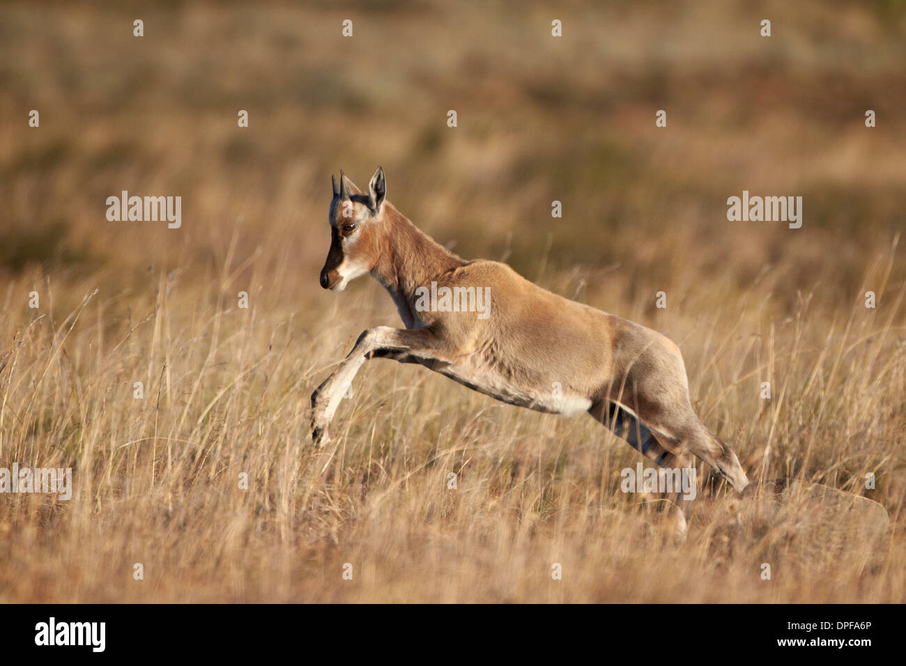 Blesbok (Damaliscus pygargus phillipsi) lamb leaping, Mountain Zebra ...