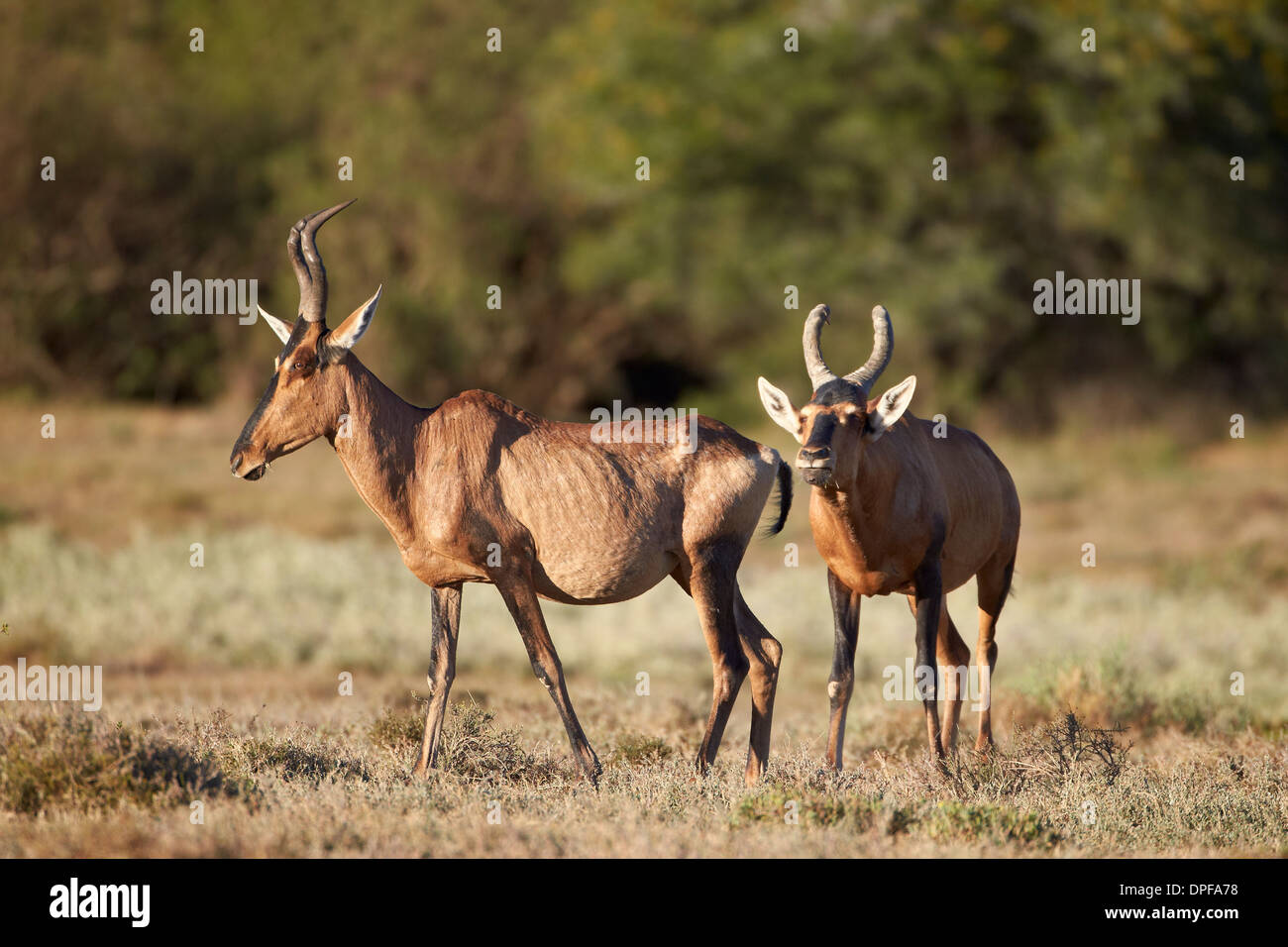 Red hartebeest (Alcelaphus buselaphus) male following a female ...