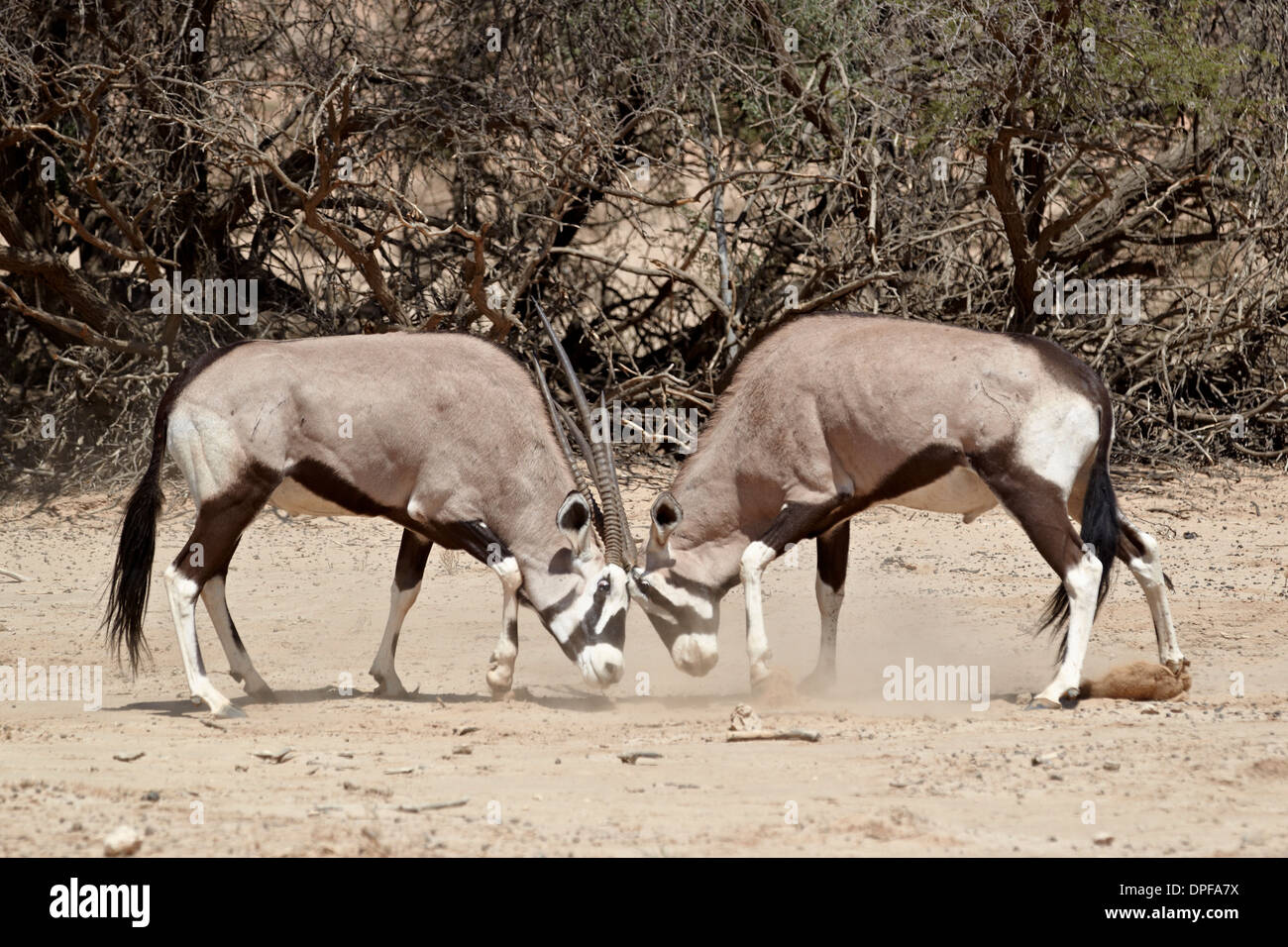 African animals fighting hi-res stock photography and images - Alamy