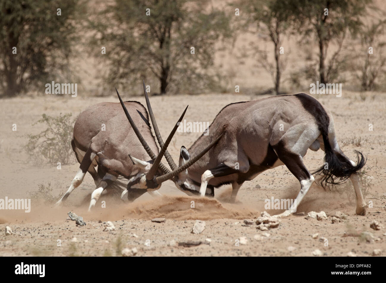 South african aggression hi-res stock photography and images - Alamy