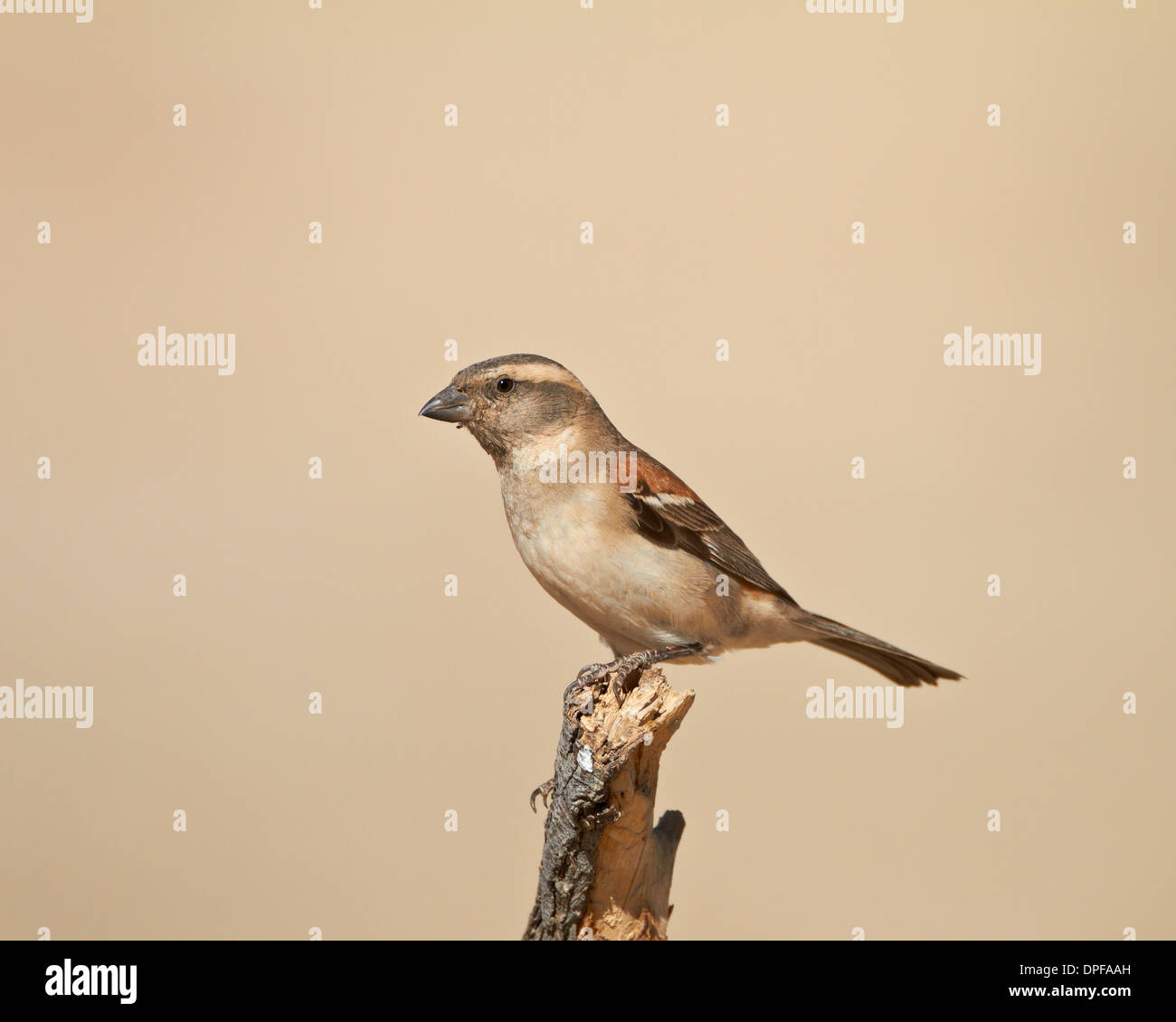 Female passer by hi-res stock photography and images - Alamy