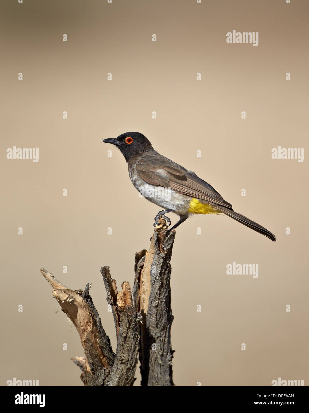 African red-eyed bulbul (Pycnonotus nigricans), Kgalagadi Transfrontier ...