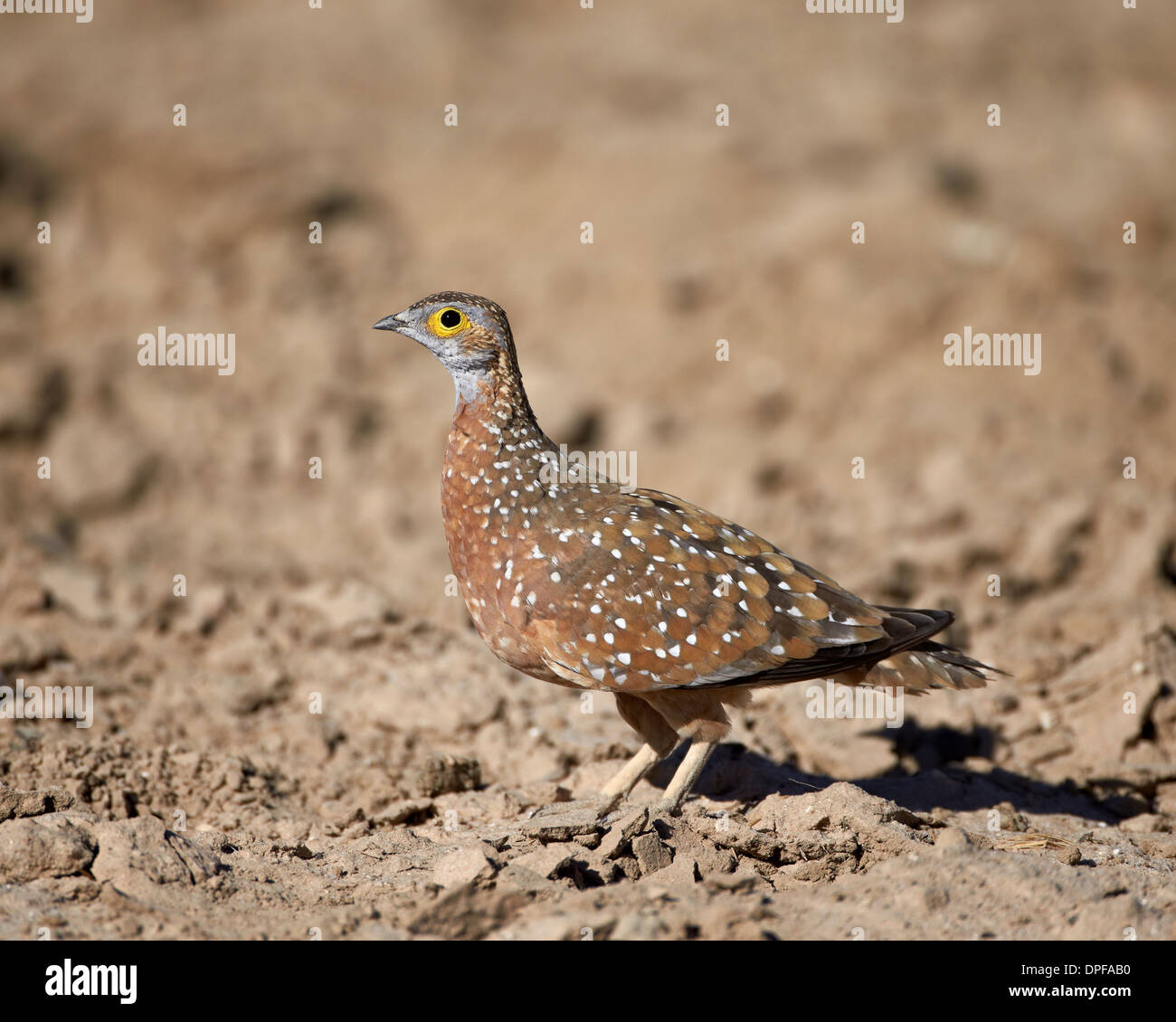Male burchells sandgrouse hi-res stock photography and images - Alamy