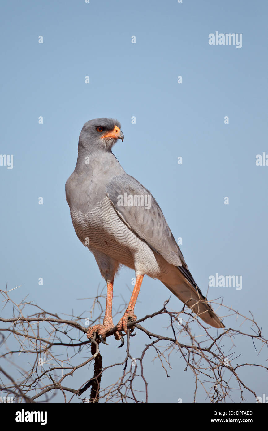 Southern pale chanting goshawk (Melierax canorus), Kgalagadi ...