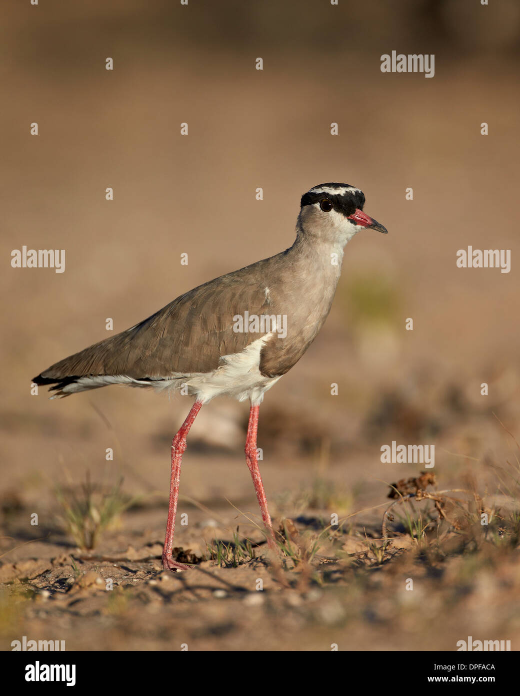 Crowned plover (crowned lapwing) (Vanellus coronatus), Kgalagadi ...