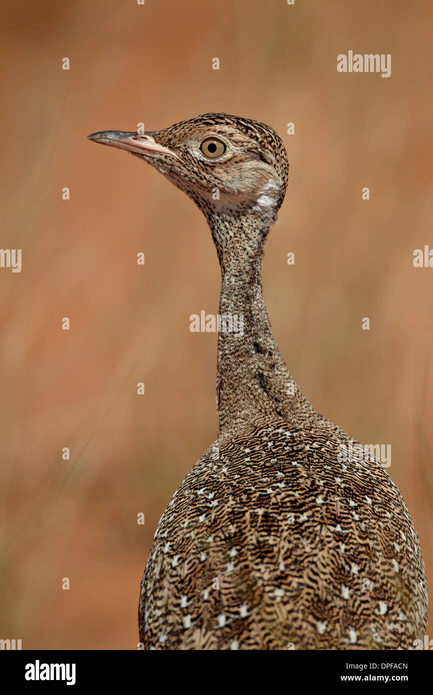 Female northern black korhaan hi-res stock photography and images - Alamy