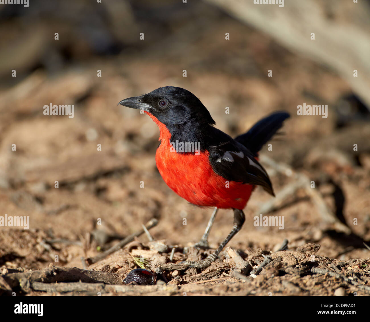 Crimson breasted boubou hi-res stock photography and images - Alamy