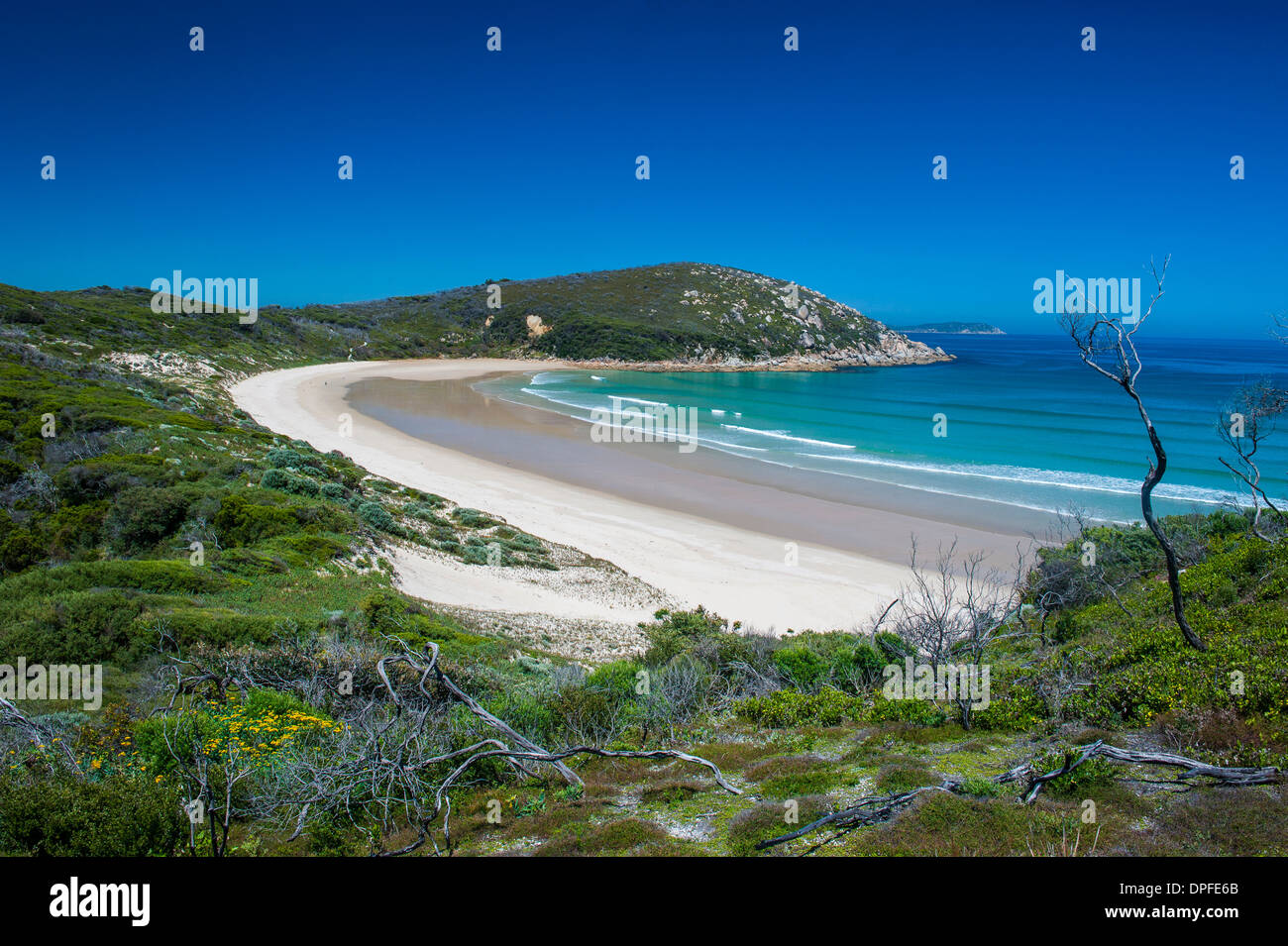 Long wide sandy beach in the Wilsons Promontory National Park, Victoria ...