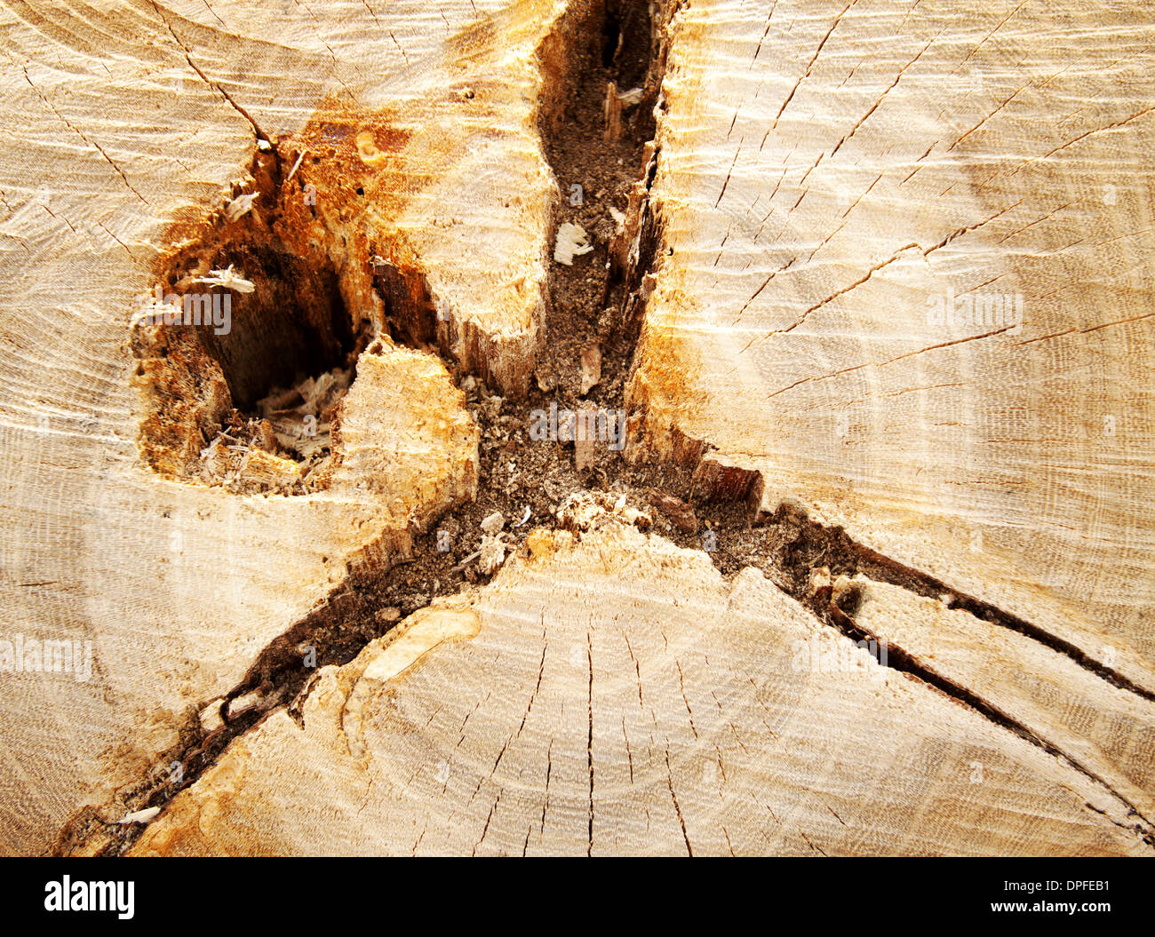 Cut of a tree with three large cracks Stock Photo - Alamy