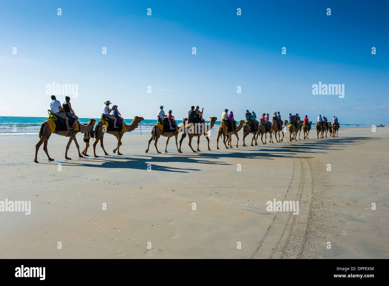 Female camels hi-res stock photography and images - Alamy