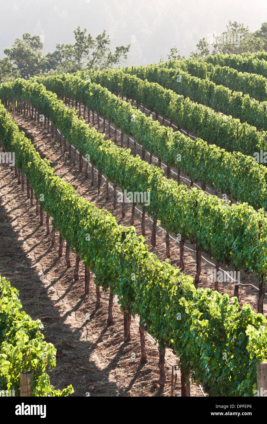 Vineyards on hillside hi-res stock photography and images - Alamy