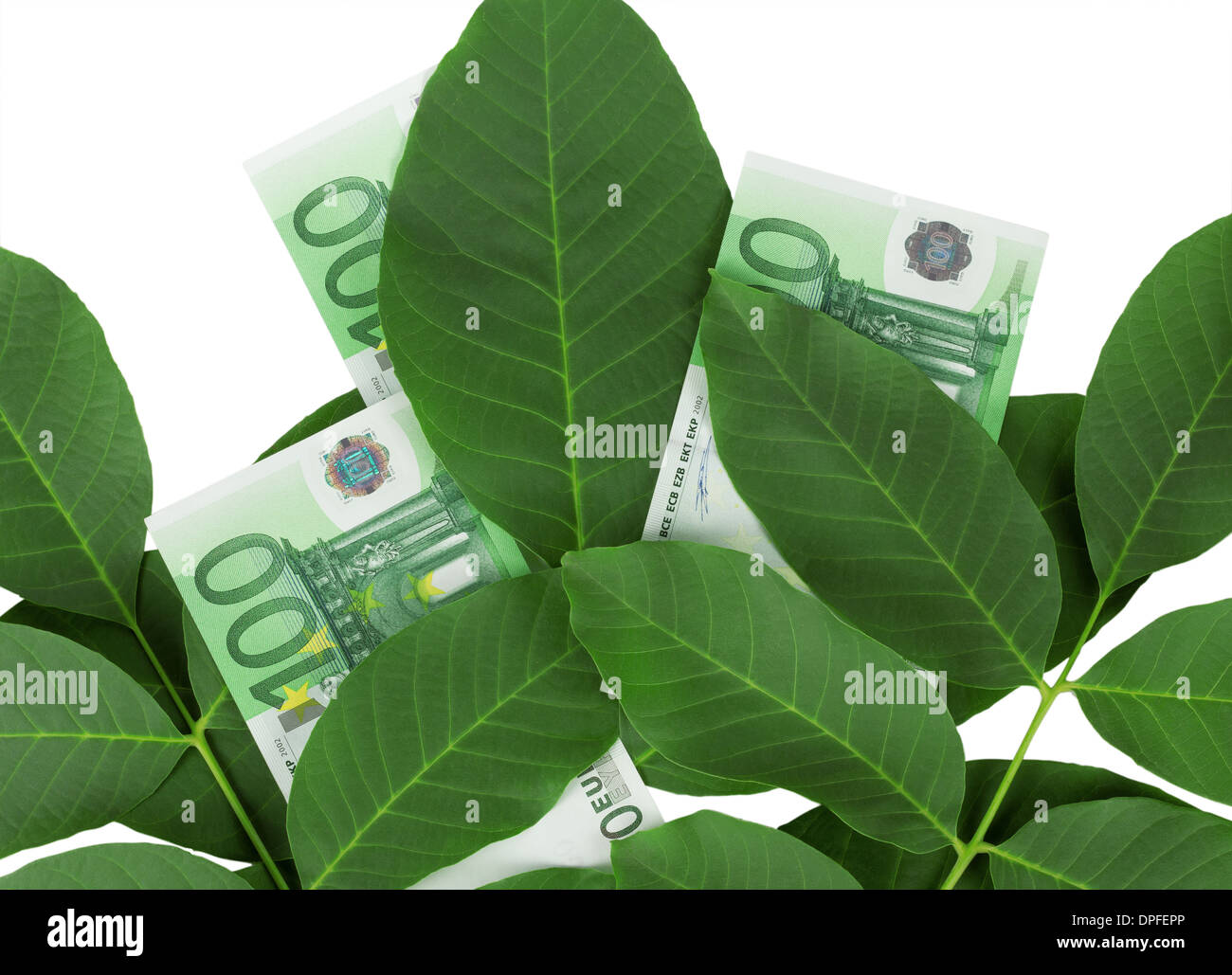 Euro in walnut leaves isolated on white background Stock Photo - Alamy