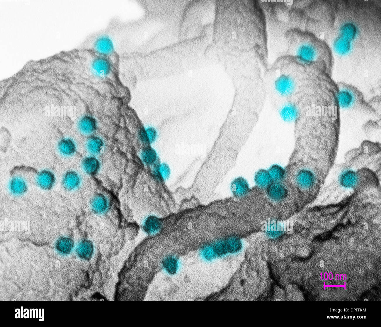Transmission electron microscopy cells hi-res stock photography and ...
