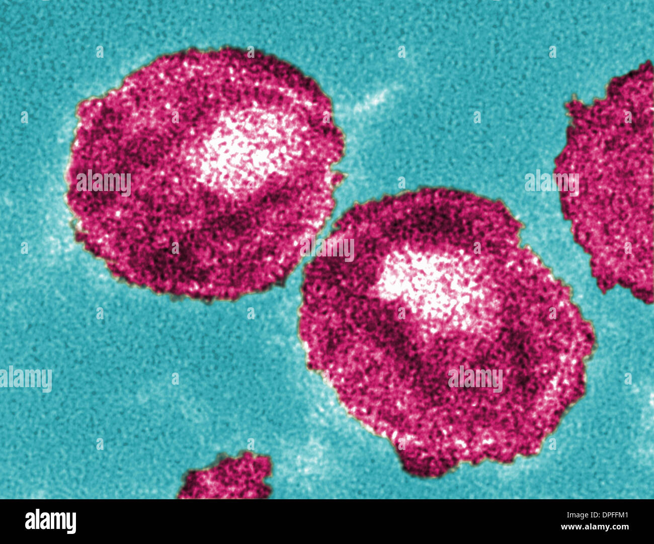 Transmission electron microscopy cells hi-res stock photography and ...