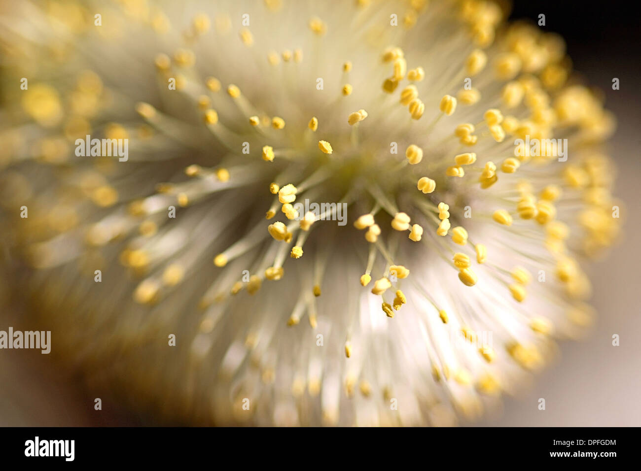 WILLOW CATKIN flower on shoot with newly opened foliage Stock Photo - Alamy