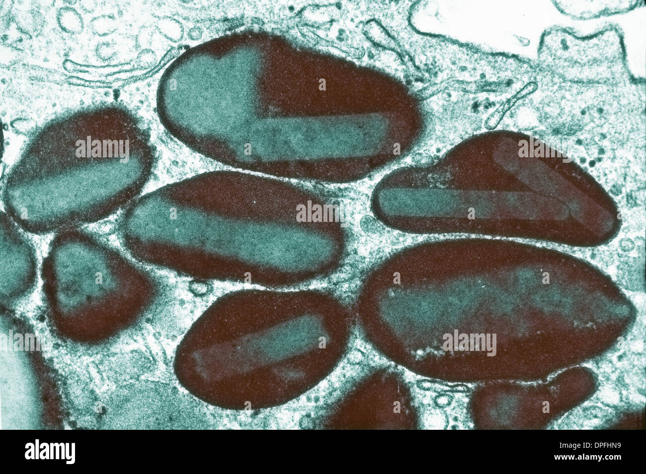 TEM of human eosinophil white blood cell Stock Photo - Alamy