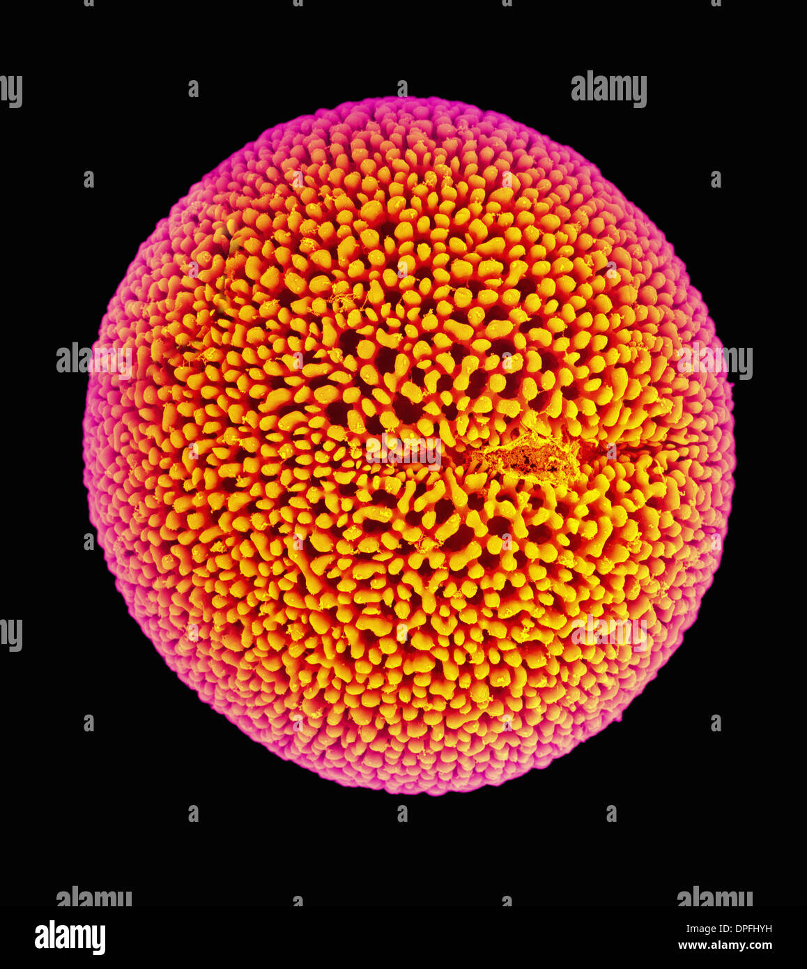 Plant pollen microscopic hi-res stock photography and images - Alamy
