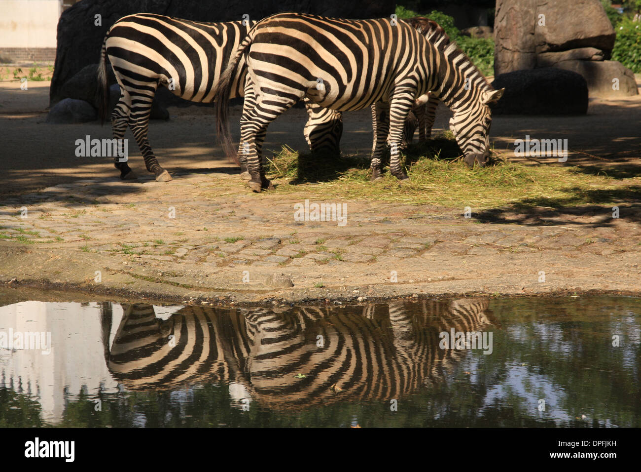 Berlin zoo zebra hi-res stock photography and images - Alamy