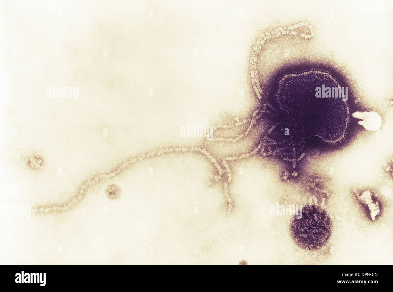 Human parainfluenza virus hi-res stock photography and images - Alamy