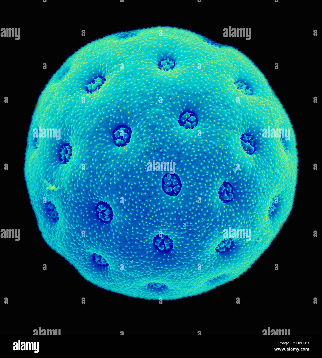 SEM of amaranthus pollen Stock Photo - Alamy