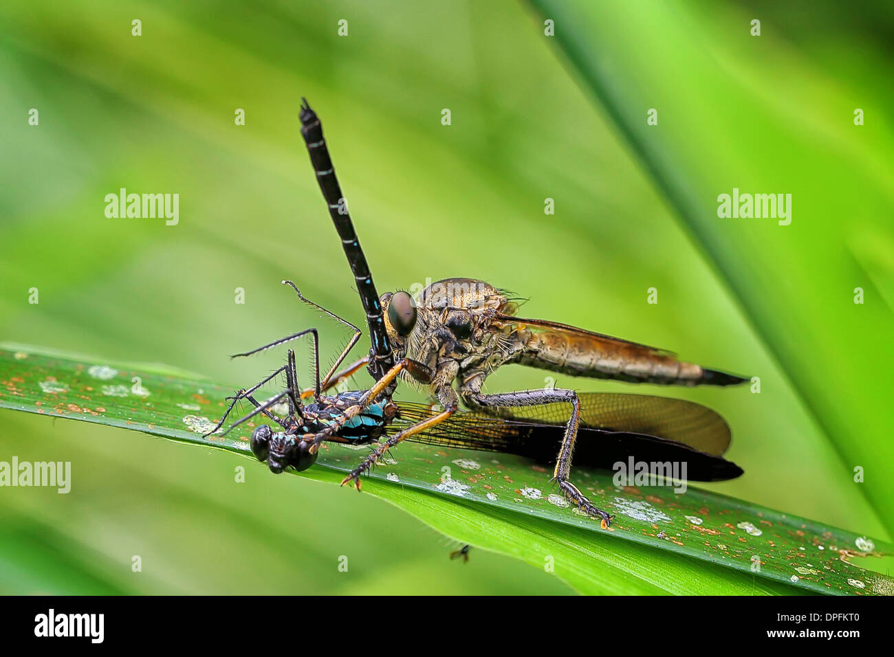 Robber Fly Eating