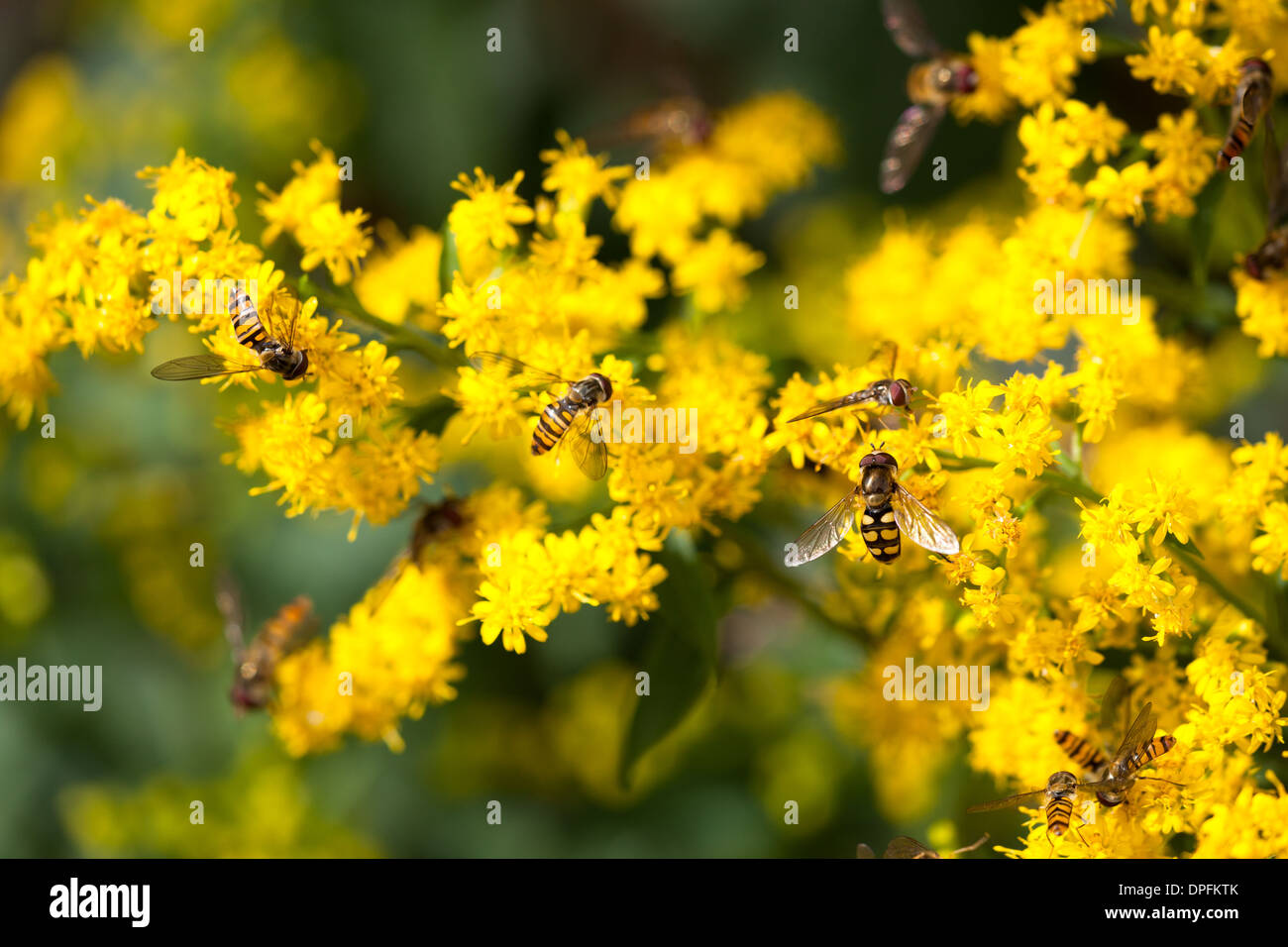 Scottish Hoverflies High Resolution Stock Photography and Images - Alamy