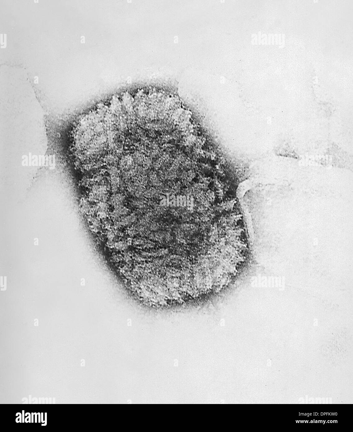 Vaccinia virus hi-res stock photography and images - Alamy