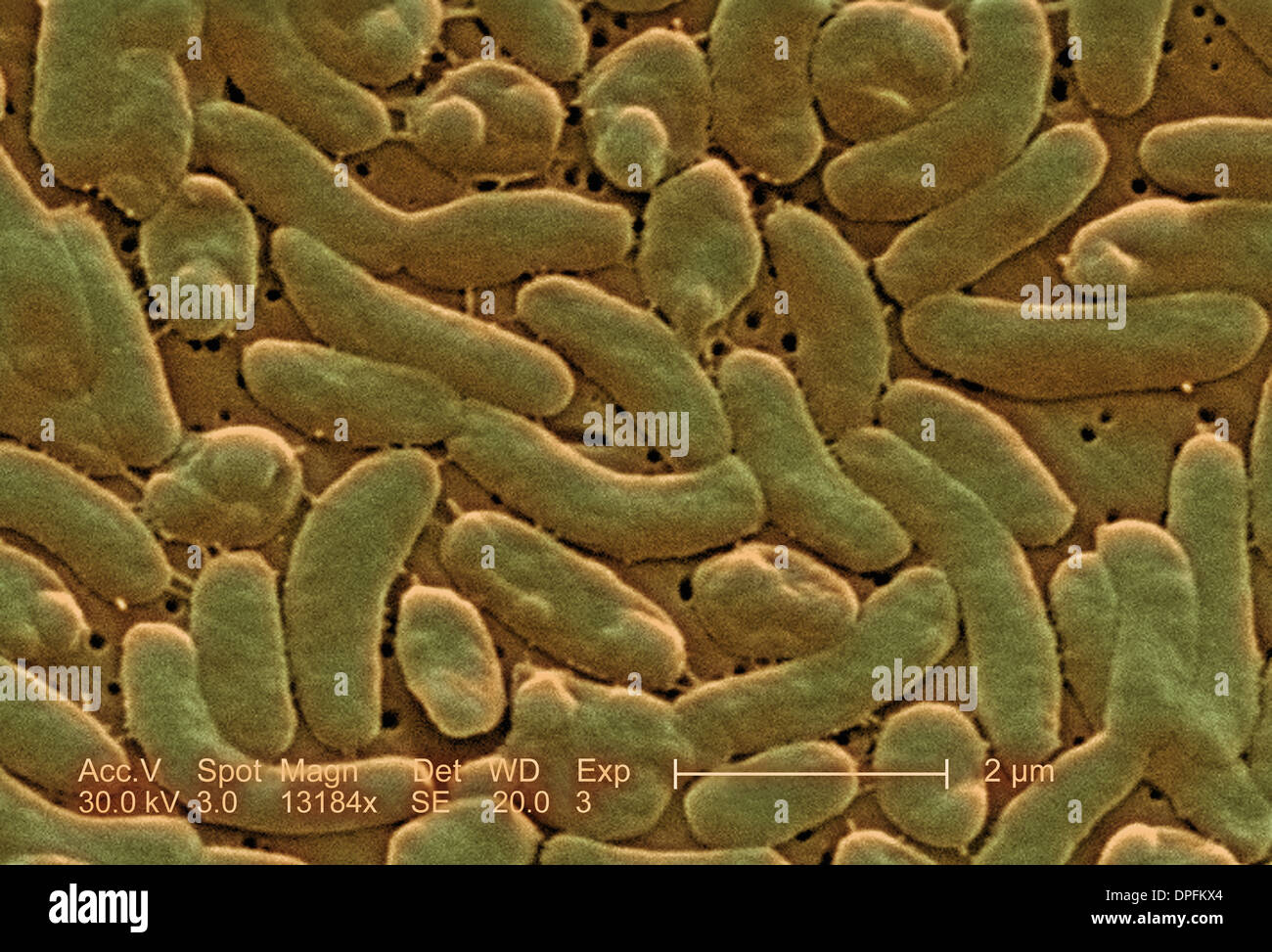 Halophilic Bacteria
