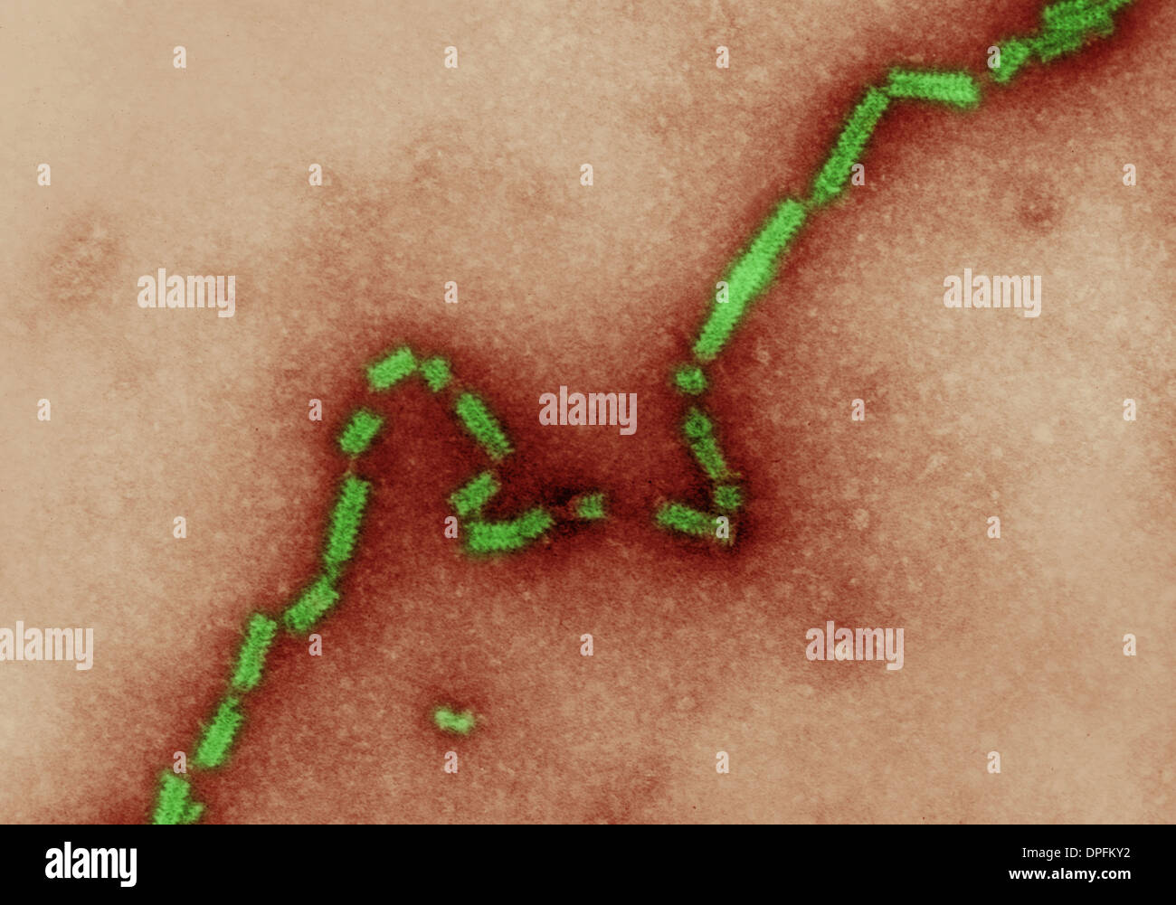 Paramyxovirus hi-res stock photography and images - Alamy