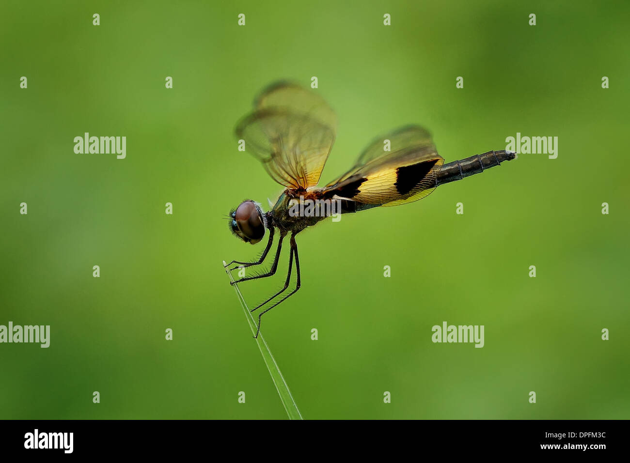 Transparent banded wings hi-res stock photography and images - Alamy
