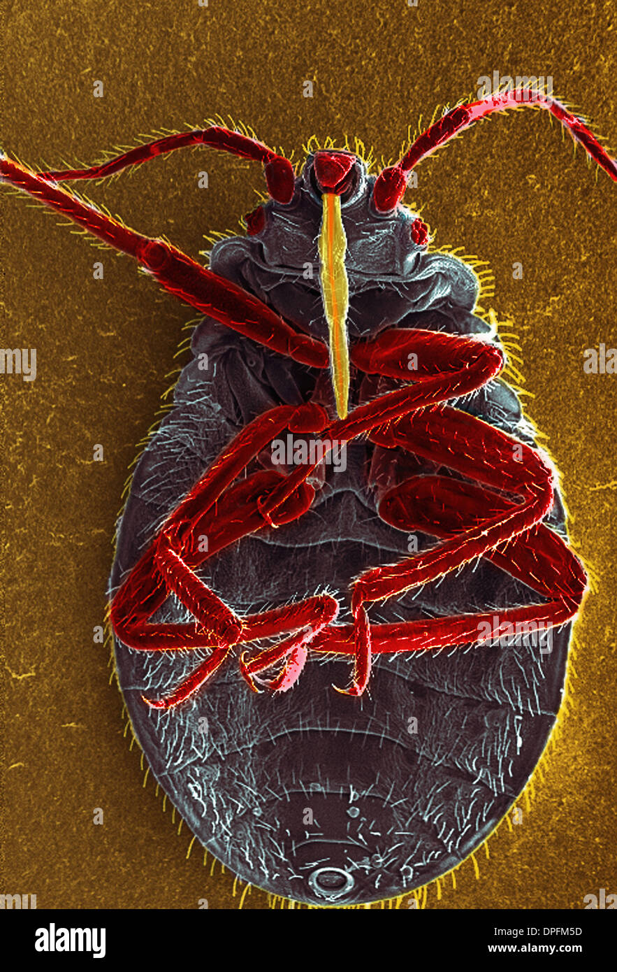 Cimex lectularius hi-res stock photography and images - Alamy