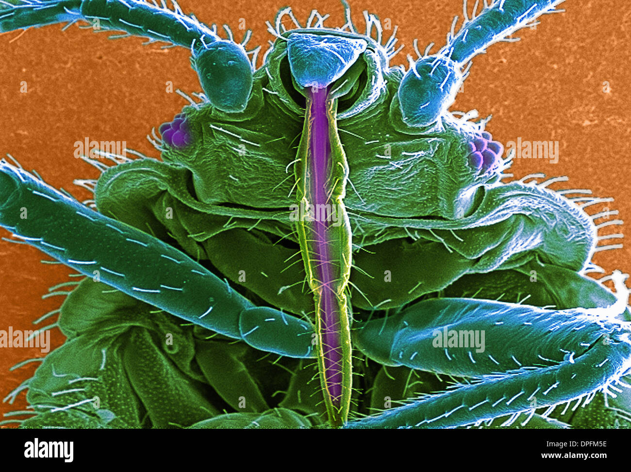 Cimex lectularius hi-res stock photography and images - Alamy