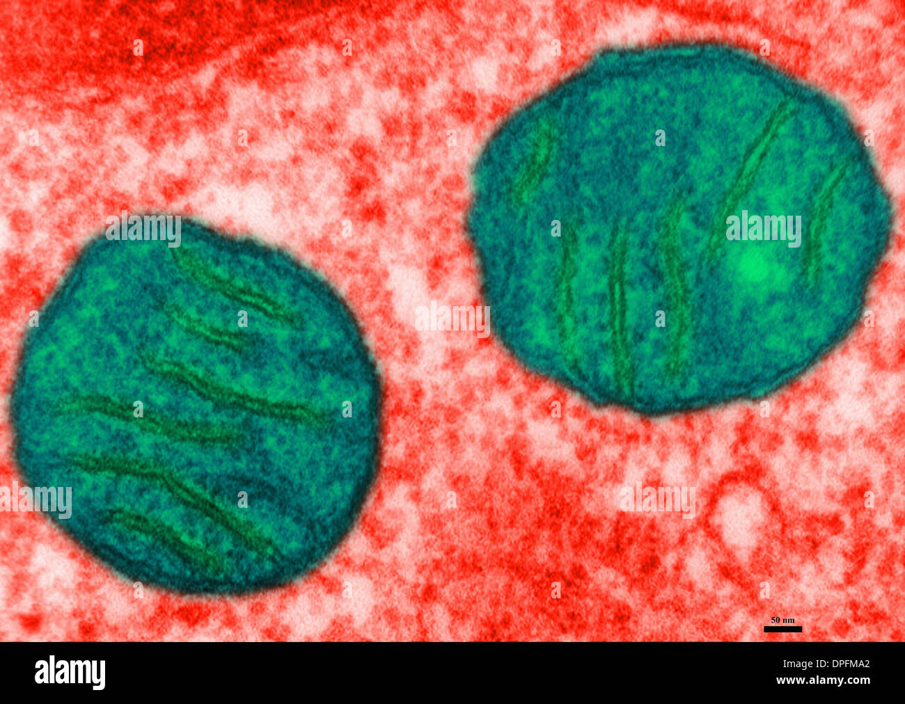 Lung tissue hi-res stock photography and images - Alamy