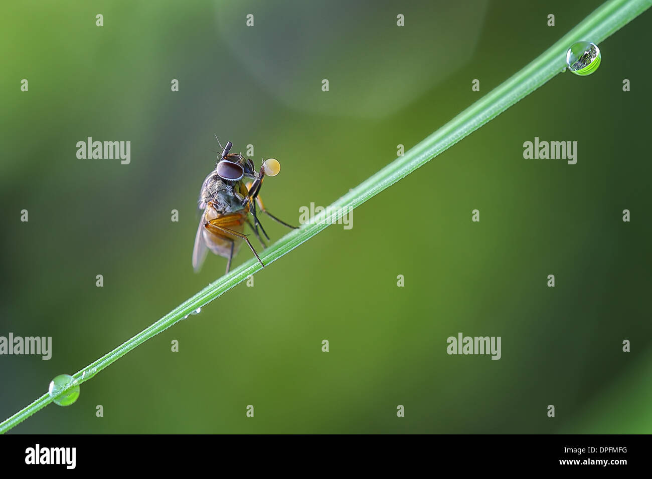 Funny fly hi-res stock photography and images - Alamy