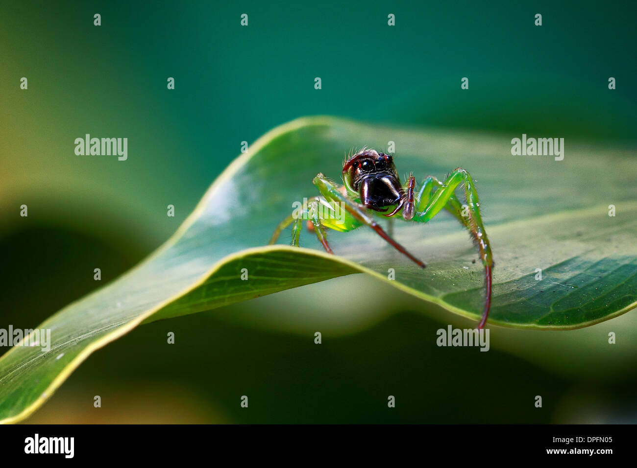 Transparent-green jumper spider Stock Photo - Alamy