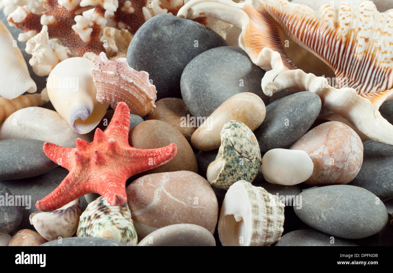 Pebble rocks beach starfish star fish hi-res stock photography and ...