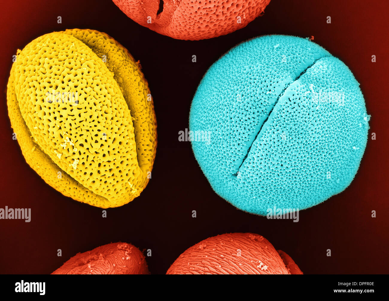 Plant pollen microscopic hi-res stock photography and images - Alamy